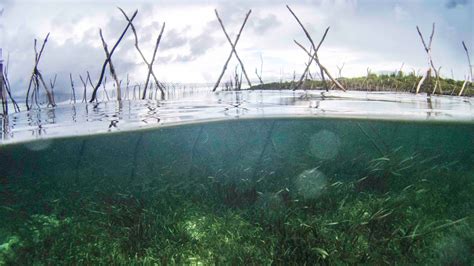 The Use Of Seagrass In Flood Defences And Reducing Beach Erosion
