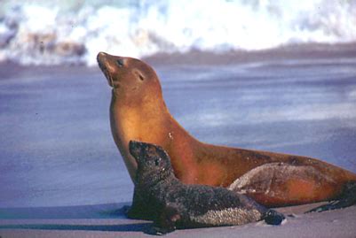 California Sea Lion Wikipedia