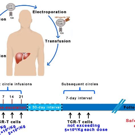 Workflow And Schematic Of Study Design A The Workflow Of Download
