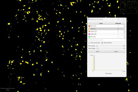 Github Gico1941qupath Image Quantification Pipeline A Pipeline For Immune Fluorescence Image