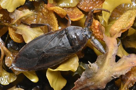 Giant Water Bugs Toe Biters Id And Control Guide