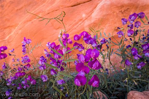 Hiking Wire Pass Wheres Treve