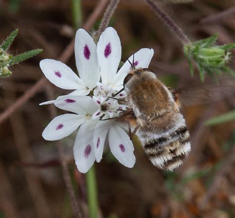 Heterostylum Robustum Bugguidenet