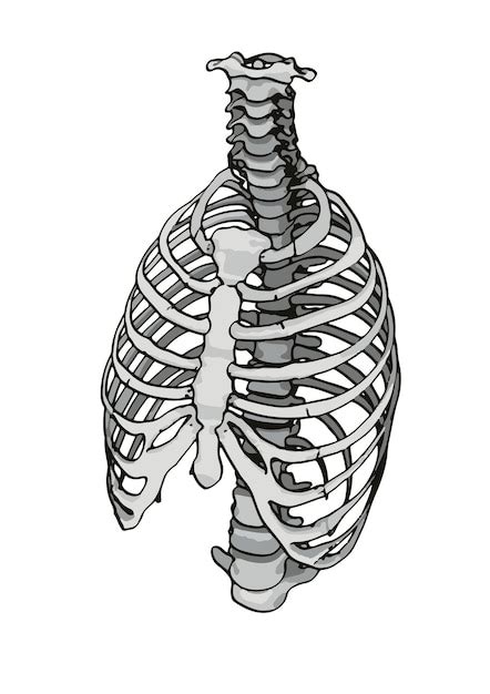 Premium Vector Sketch Of The Skeleton Of The Chest On A White
