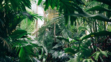 Greenhouse Door Plants Green Dark 4k Hd Wallpaper