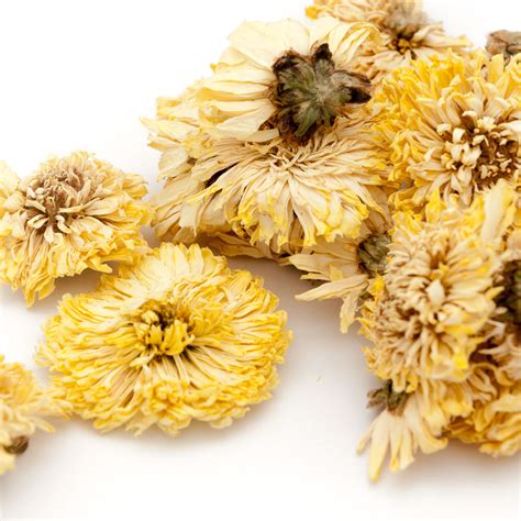 Ju Hua Flower Best Flower Site