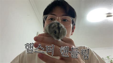 햄스터 핸들링하기 Youtube