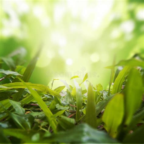 Dense Grasses With Green Nature Background Stock Image Image Of Blank