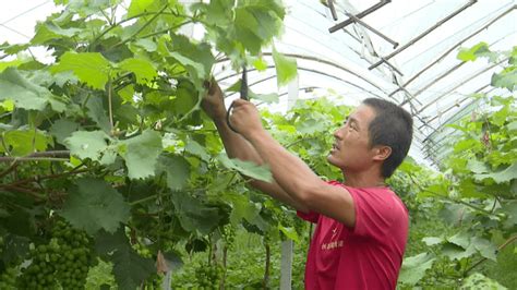 【乡村振兴】小葡萄串起增收致富好“钱”景种植发展果园