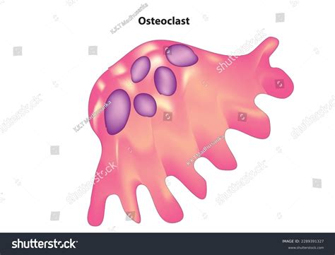 Biological Vector Osteoclast Cell Stock Vector Royalty Free