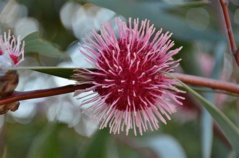 Grow Guide Hakea Laurina Pincushion Hakea Ultimate Backyard