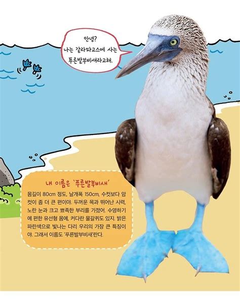 걷는 것도 몽총망총 귀여운 푸른발부비새 에누리 쇼핑지식 자유게시판