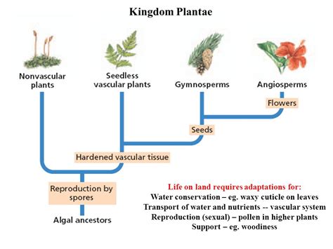 Kingdom Plantae Classification