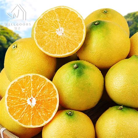 산지직송 제주 달콤한 황금향 1kg7 8과소과 홈플러스 택배배송