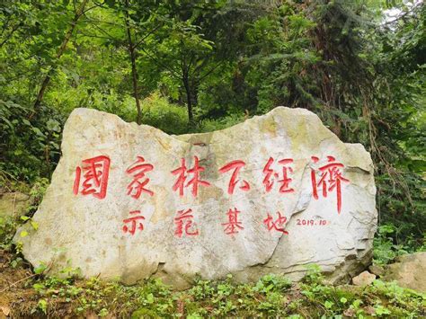 选好苗 壮产业 促发展 城关镇老君山启动二期黄精基地建设 长江云 湖北网络广播电视台官方网站