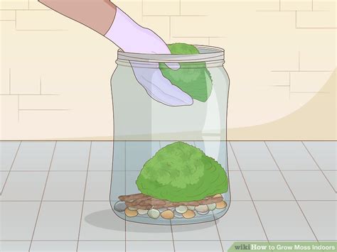 Simple Ways To Grow Moss Indoors Steps With Pictures
