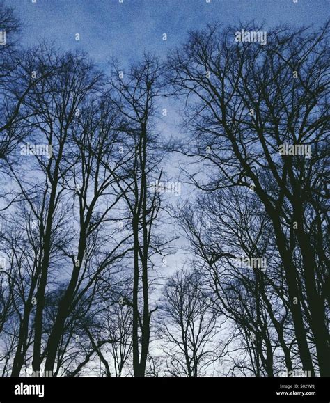 Trees At Twilight Stock Photo Alamy