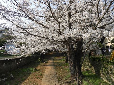 熊野神社