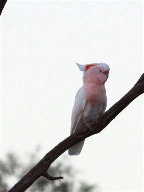 Major Mitchells Cockatoo Lophochroa Leadbeateri Miles To The Wild