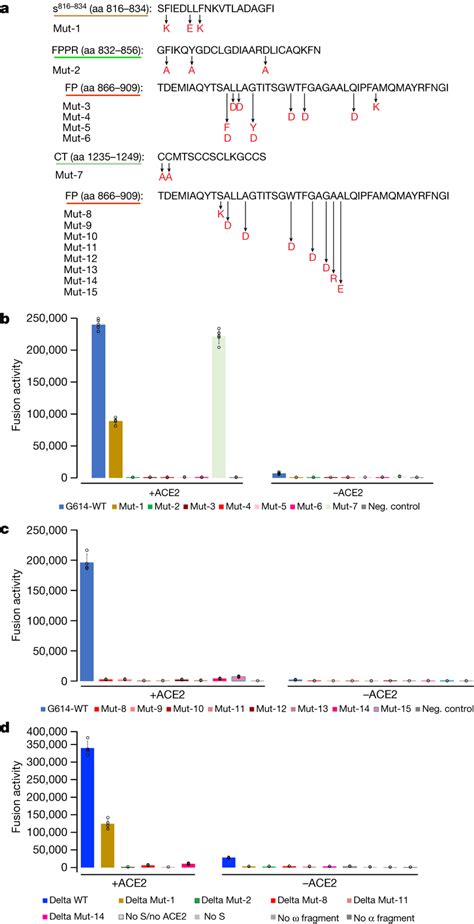 The Effect Of Mutations In The Membrane Interacting Segments On