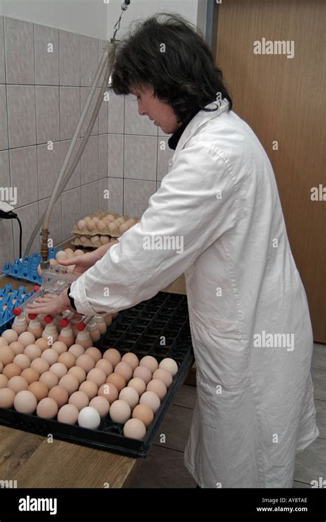 Incubator Egg Hi Res Stock Photography And Images Alamy