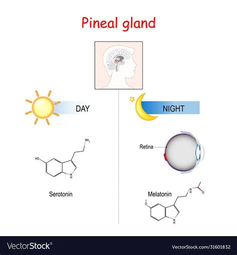 Hormones Pineal Gland Serotonin And Melatonin Vector Image On