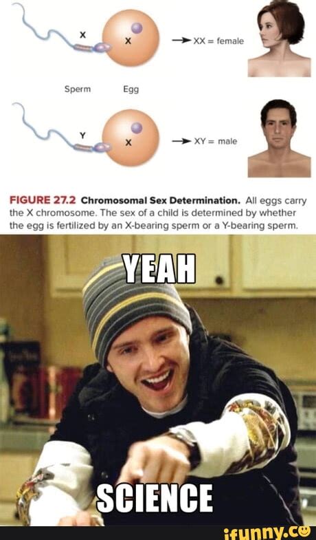 X And Sperm Egg X Male Figure 272 Chromosomal Sex Determination All