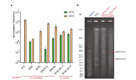 The Conjugation Transfer Frequency Of Different Bacteria And The