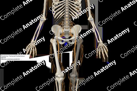 Posterior Femoral Cutaneous Nerve Complete Anatomy