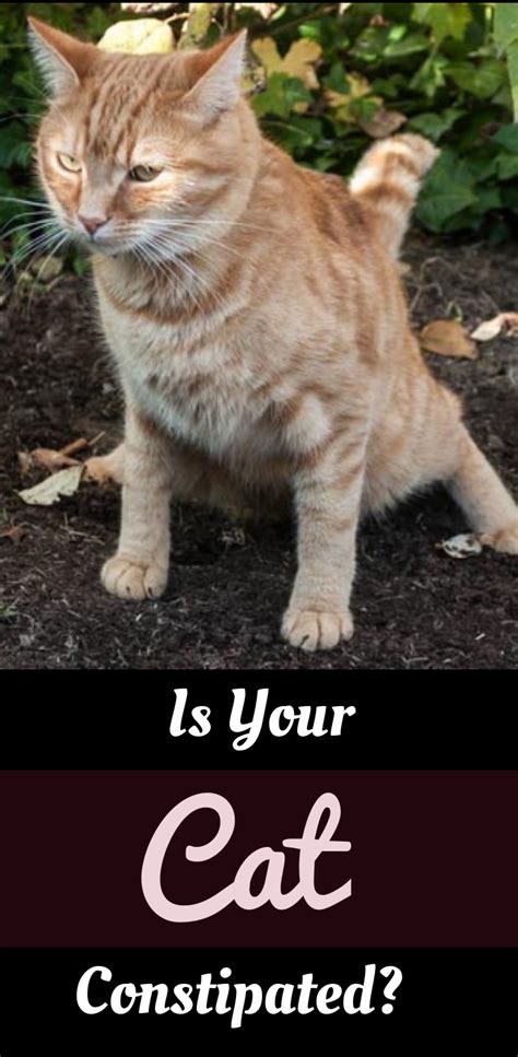 Is Your Cat Constipated How To Tell And What To Do Cat Care Cats