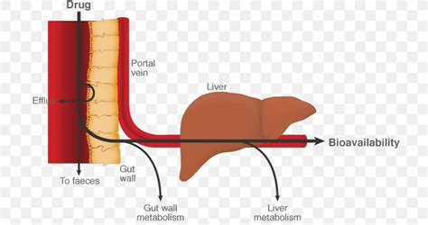 First Pass Effect Metabolism Liver Gastrointestinal Tract
