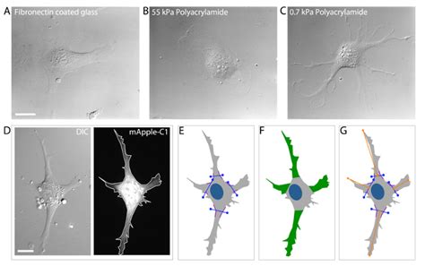 Analysis Of Huvec Branching Morphology A C Dic Image Examples Of