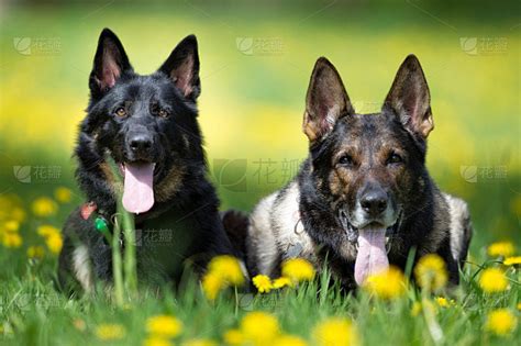 户外的德国牧羊犬