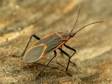 Bug Identification Guide 32 Common Insects With Photos HubPages