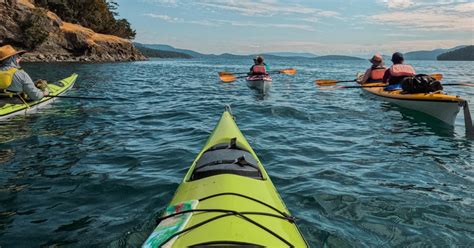 Isola Di San Juan Tour Della Baia Di Griffin Di 3 Ore GetYourGuide