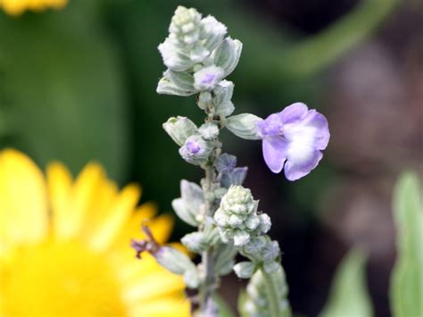 Salvia Farinacea