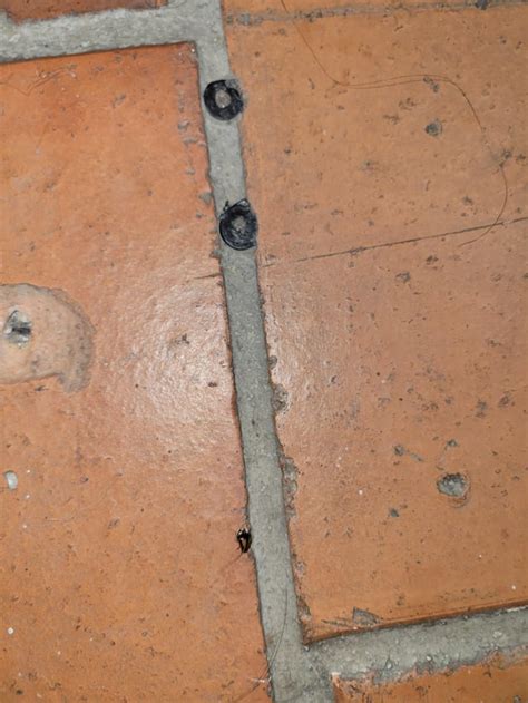 Is This Bed Bug Stain Rbedbugs