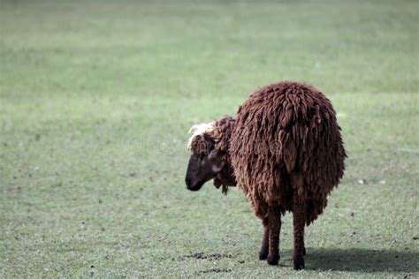 Sheep Brown Cute Standing On The Grass Alone Sheep On The Meadow Stock