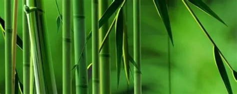 竹子的象征 业百科