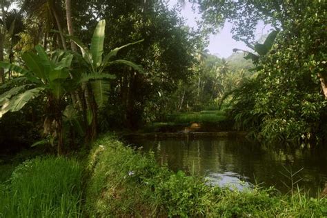 Jungle Village Stock Photos Images And Backgrounds For Free Download