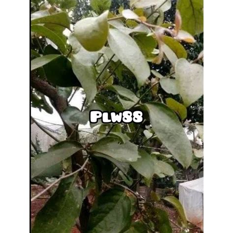 Jual Benalu Jeruk Bali Segar 500 Gram Petik Langsung Shopee Indonesia