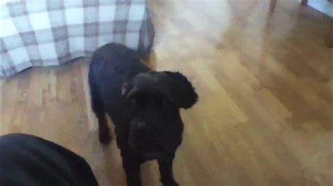 Lucky The Cockapoo Goes Crazy Youtube