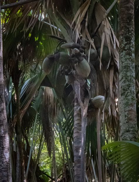 Coco De Mer Palm Tree Where In The World Is Riccardo