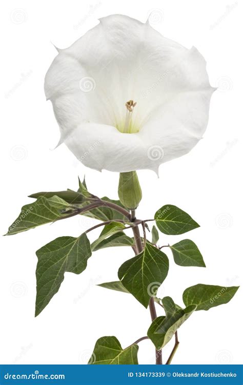 Datura Flower Dope Stramonium Thorn Apple Jimsonweed Isolated On White Background Stock