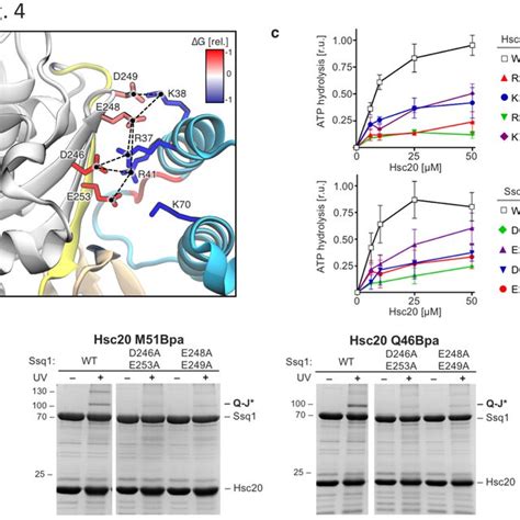Binding Mode Of J Domain Hsp70 Complexes Download Scientific Diagram