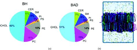 Effects Of Lipid Heterogeneity On Model Human Brain Lipid Membranes Soft Matter Rsc