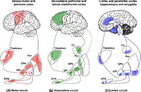 Orbitofrontal Cortex Ocd