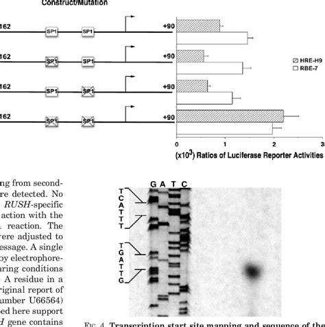 Figure From An Sp NF Y Progesterone Receptor DNA Binding Dependent Mechanism Regulates