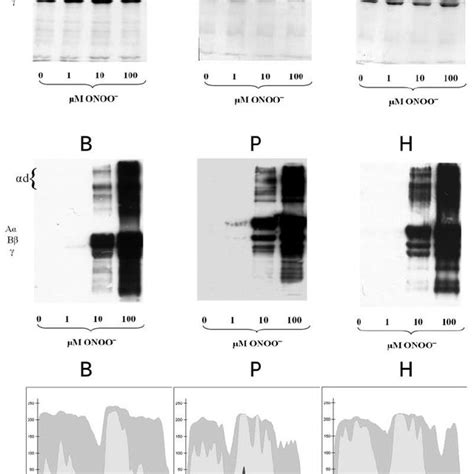 Amino Acid Sequence Alignment Of A α Fibrinogen Chain Of Bovine