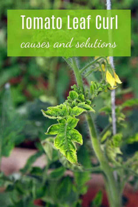 Best 13 Tomato Leaf Curl Virus Causes And Remedies For Tomato Leaves